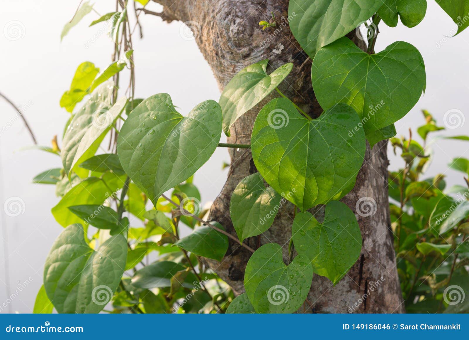 Vines of Ivy Growing on a Tree. Stock Photo - Image of creeper, growing ...