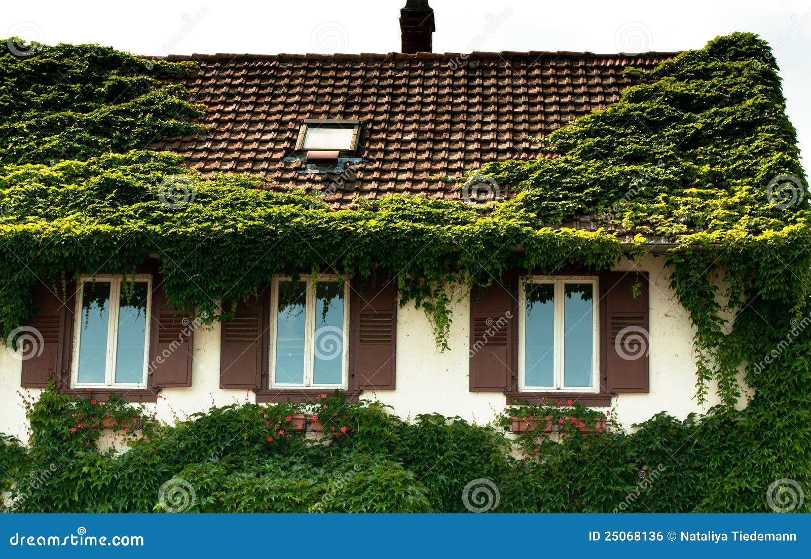 Vines leaves on house stock photo. Image of window, vine - 25068136