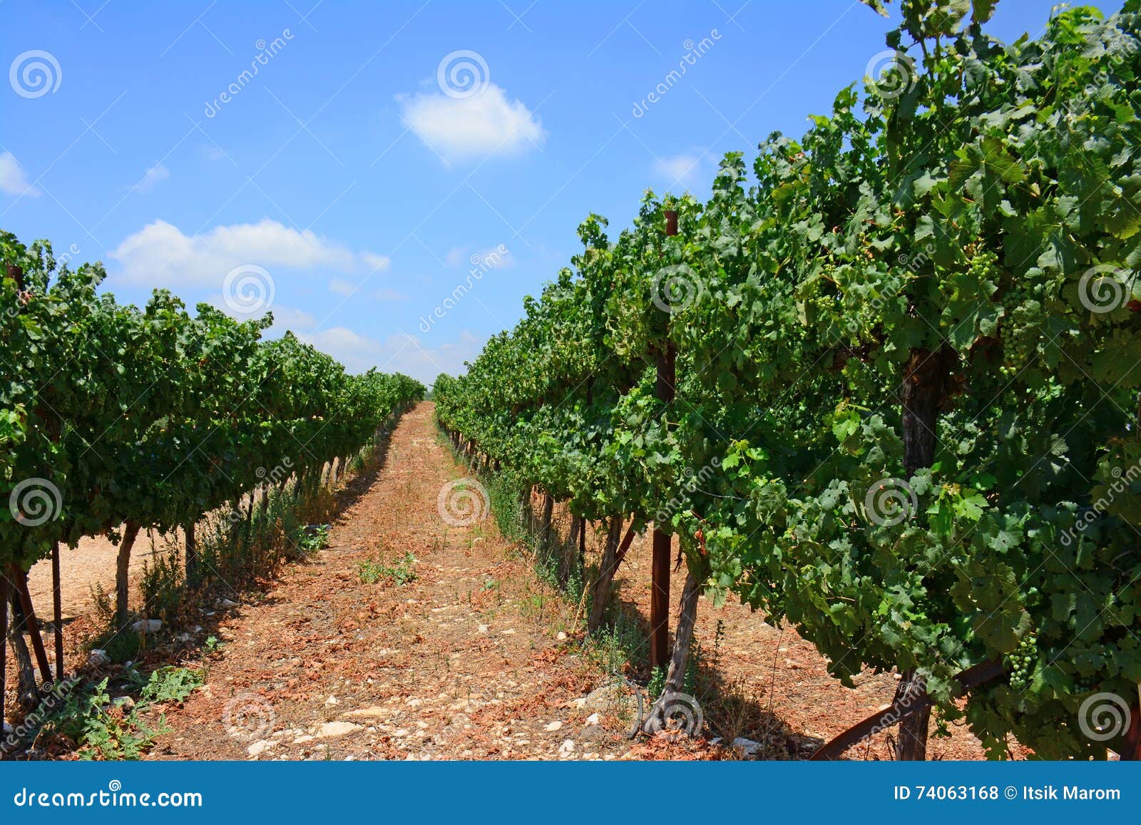 Vines lines in a vineyard stock photo. Image of lines - 74063168