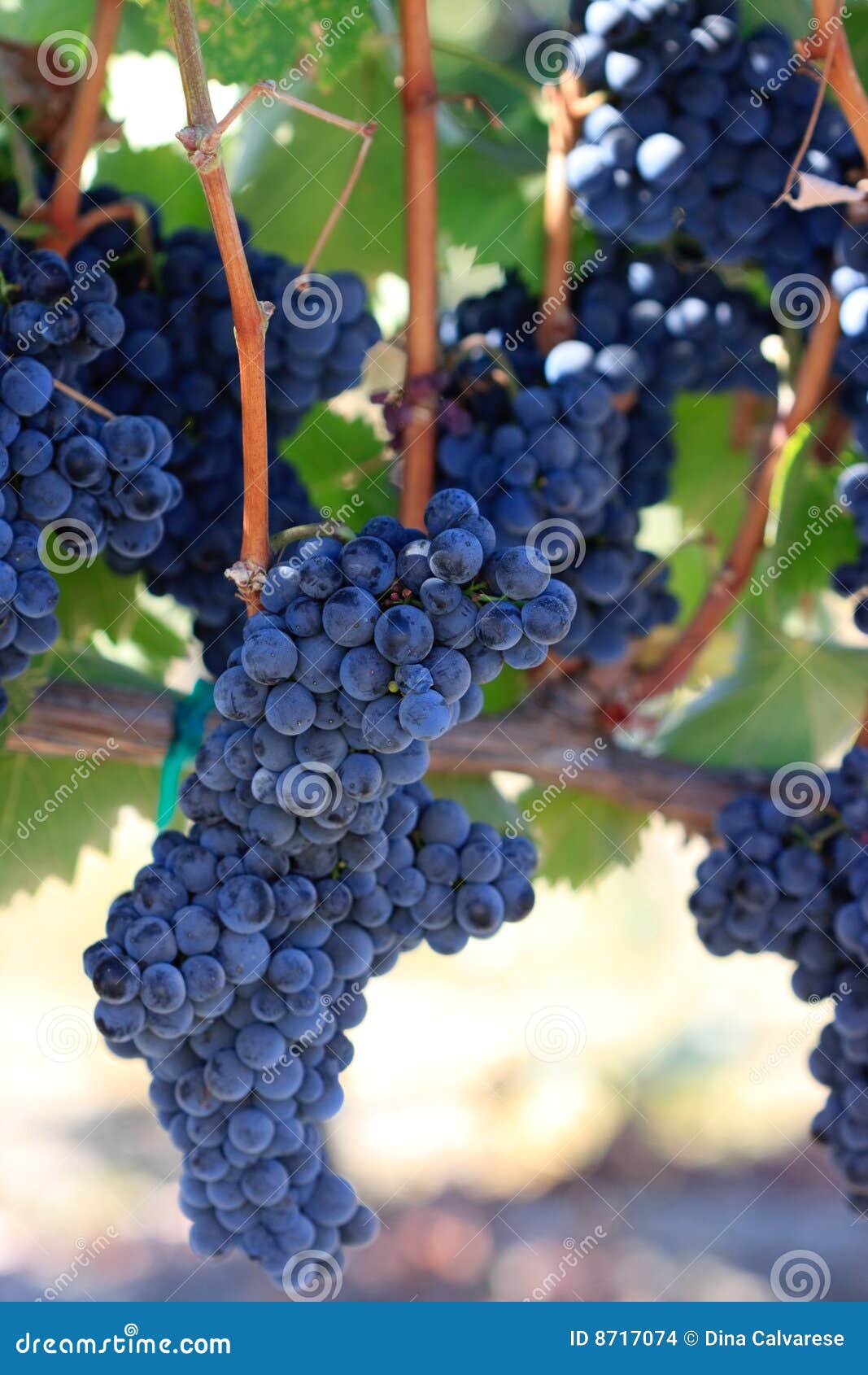 Vines Loaded with Syrah Grapes Stock Photo - Image of blue, vines: 8717074