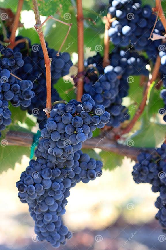 Vines Loaded with Syrah Grapes Stock Photo - Image of blue, vines: 8717074