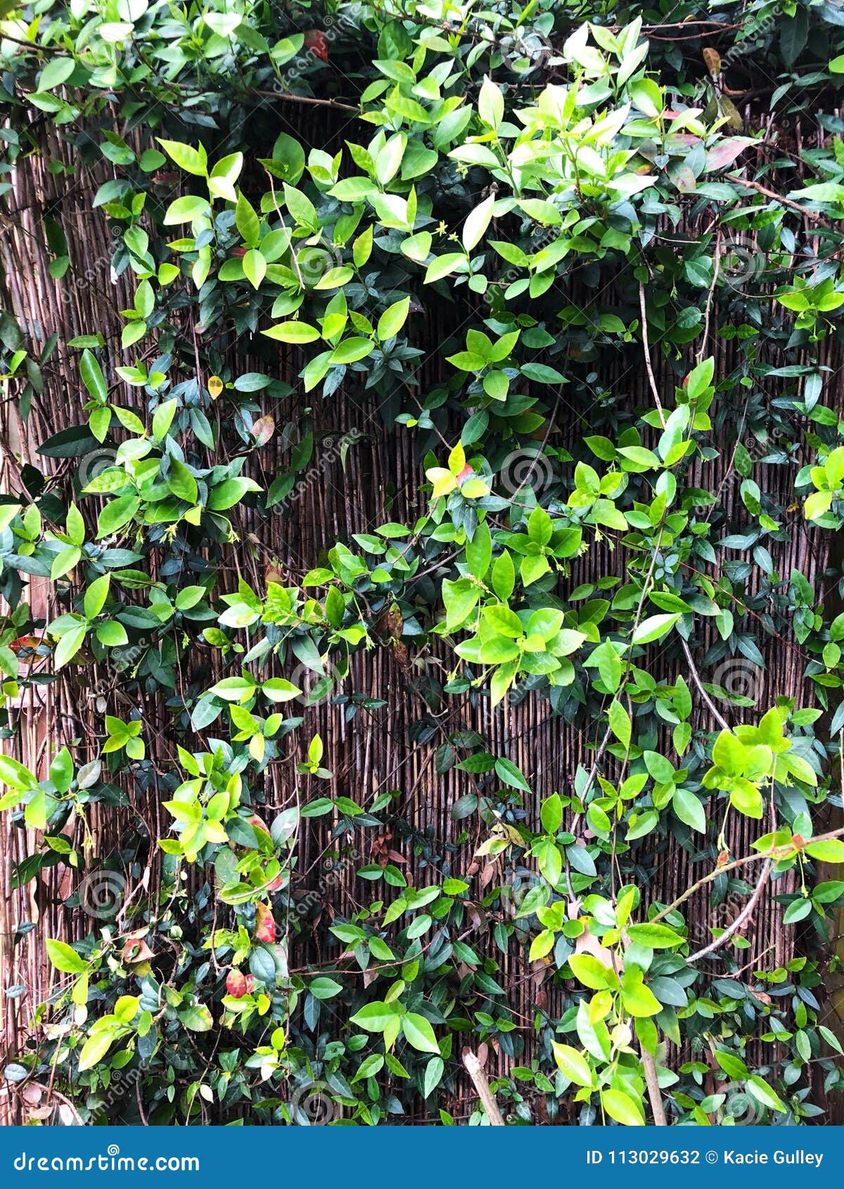 Vines stock photo. Image of leaves, outdoors, nature - 113029632