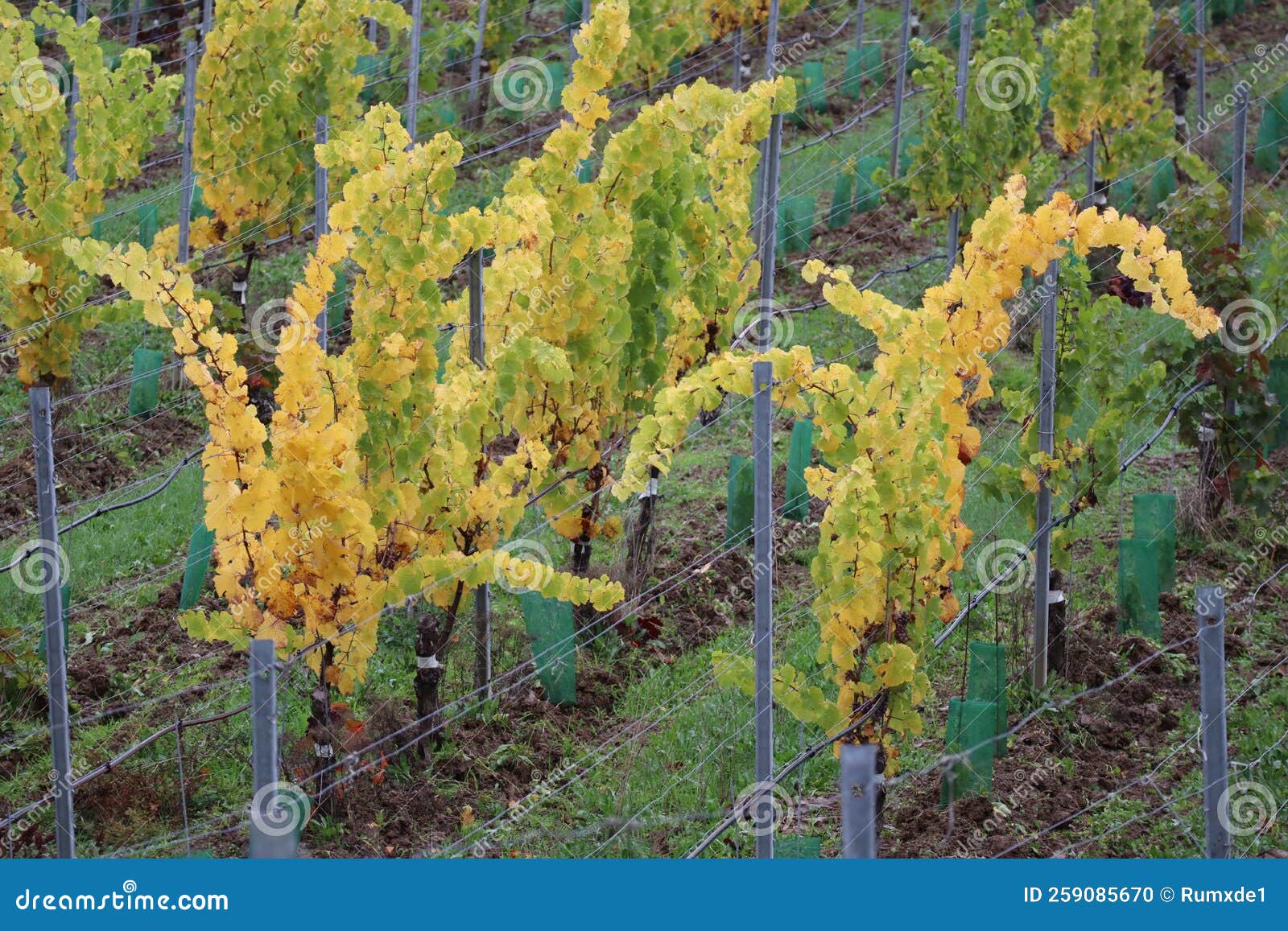 Vines not yet in Shape stock photo. Image of supply - 259085670