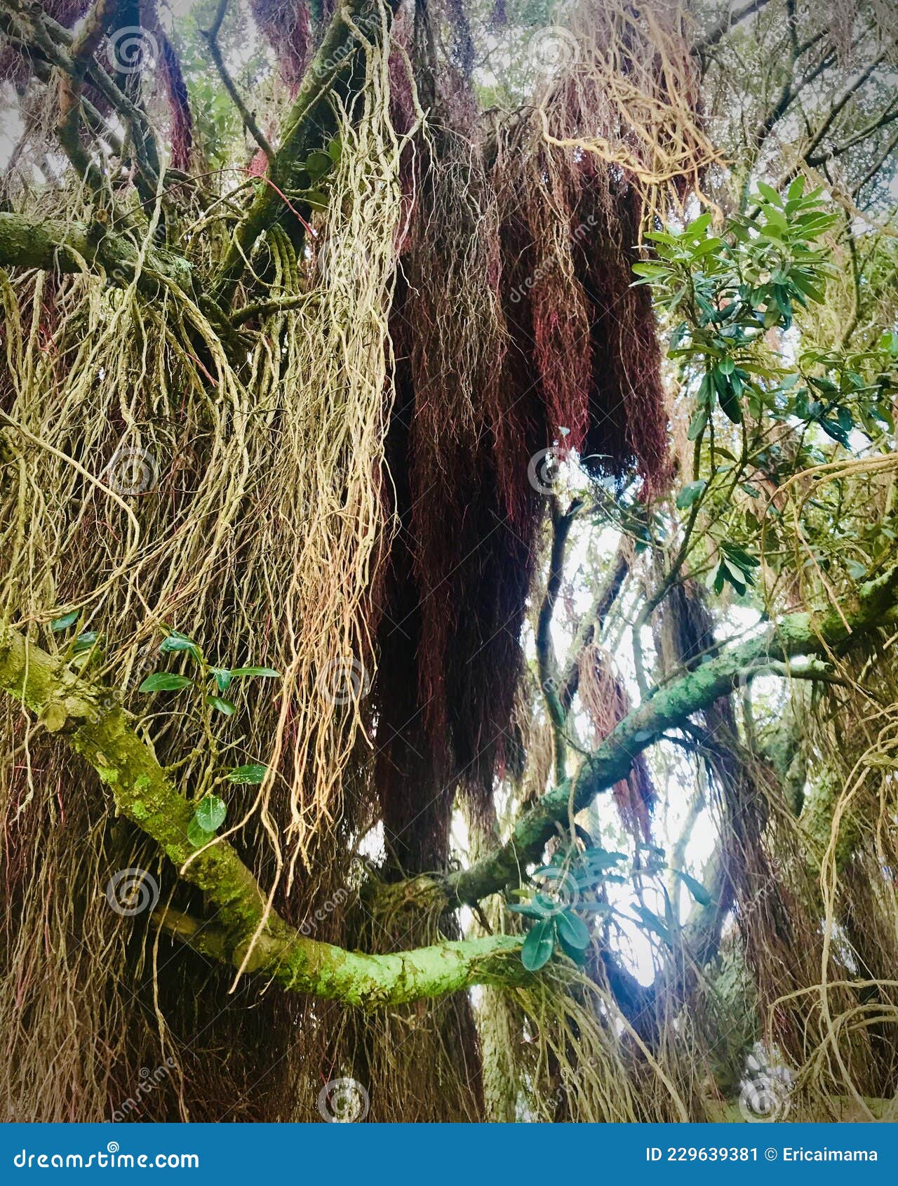 Vines on Old Trees in the Forest. Stock Image - Image of perennial ...