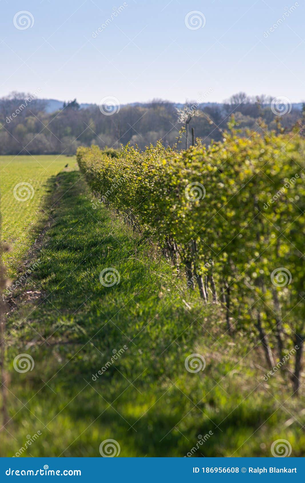 Vines of an Orchard on the Edge of the Field Stock Photo - Image of ...