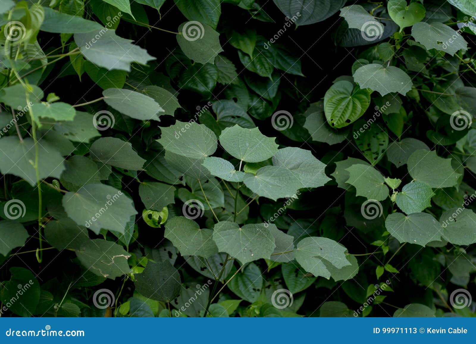 Over Grown Tropical Area with Vines Stock Image - Image of shaped, leaf ...