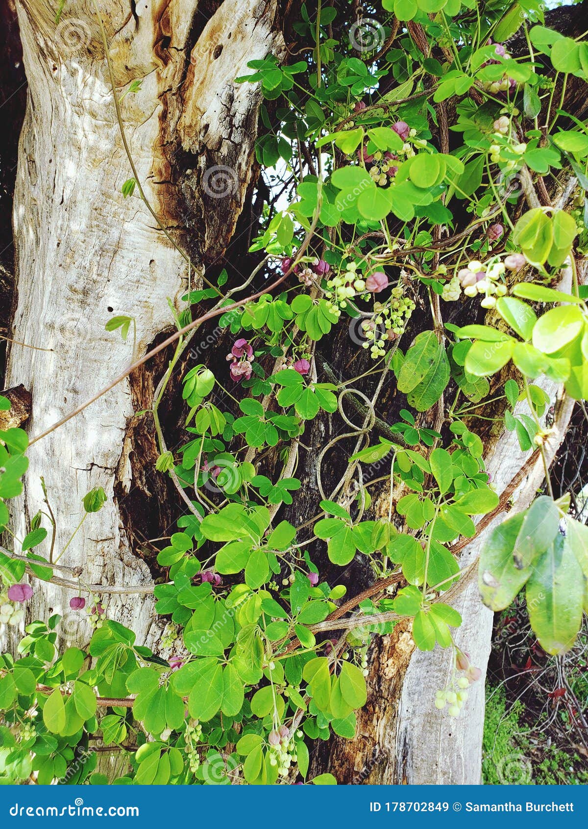 Vines with Pink Buds Climbing Up a Dead Decaying Tree Stock Image ...