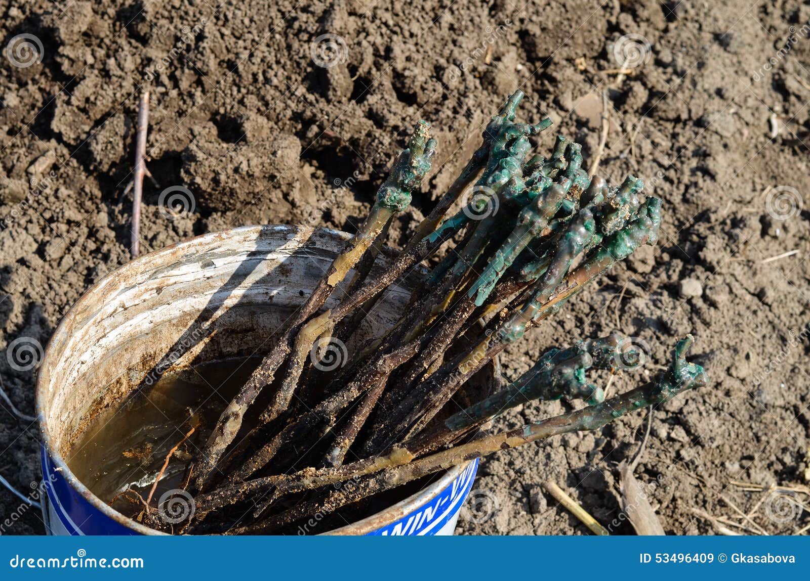 Vines for planting stock image. Image of line, country - 53496409