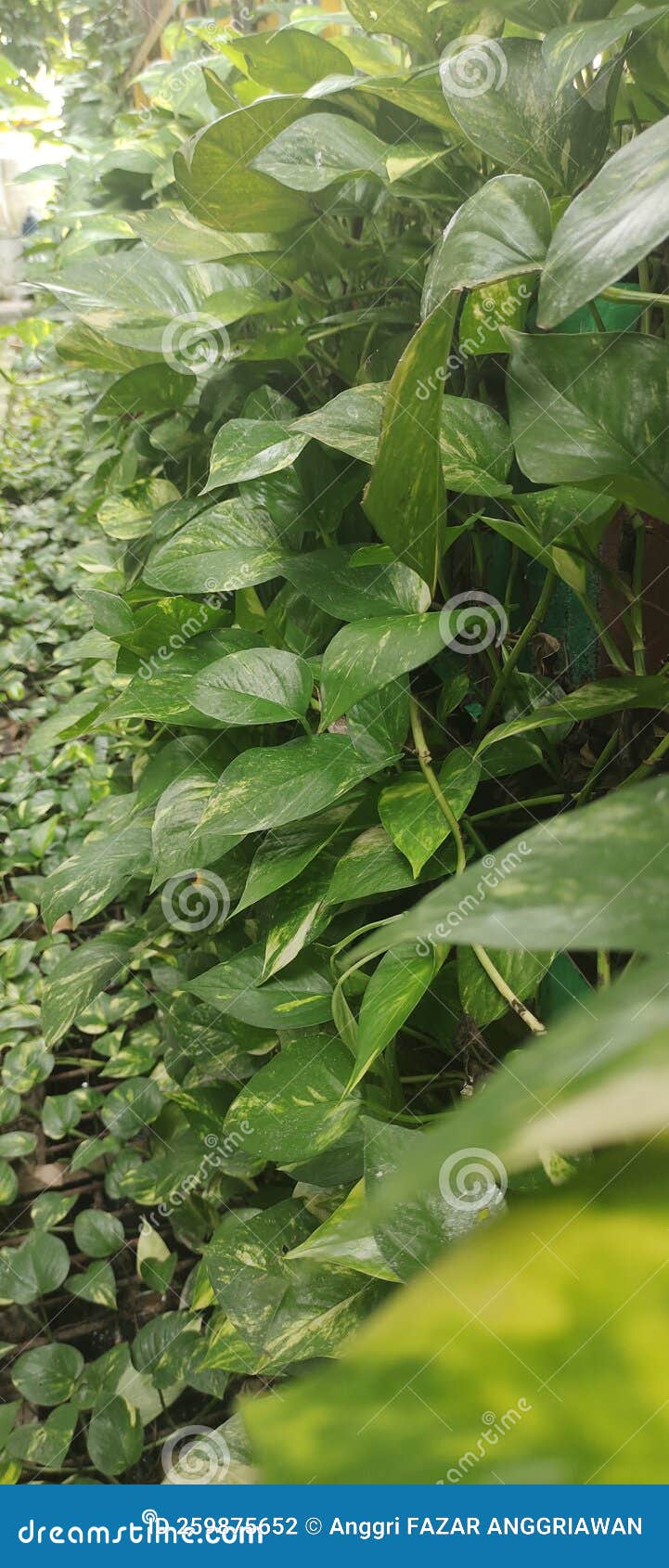 Vines plants stock photo. Image of shrub, branch, evergreen - 259875652