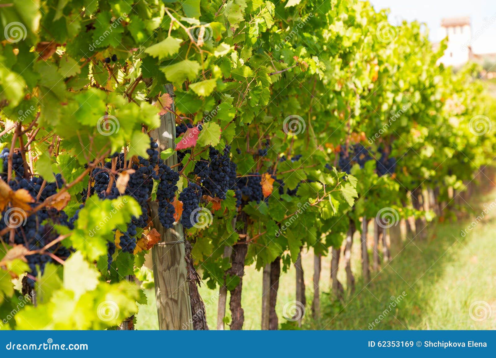 Vines with ripe berries stock image. Image of organic - 62353169