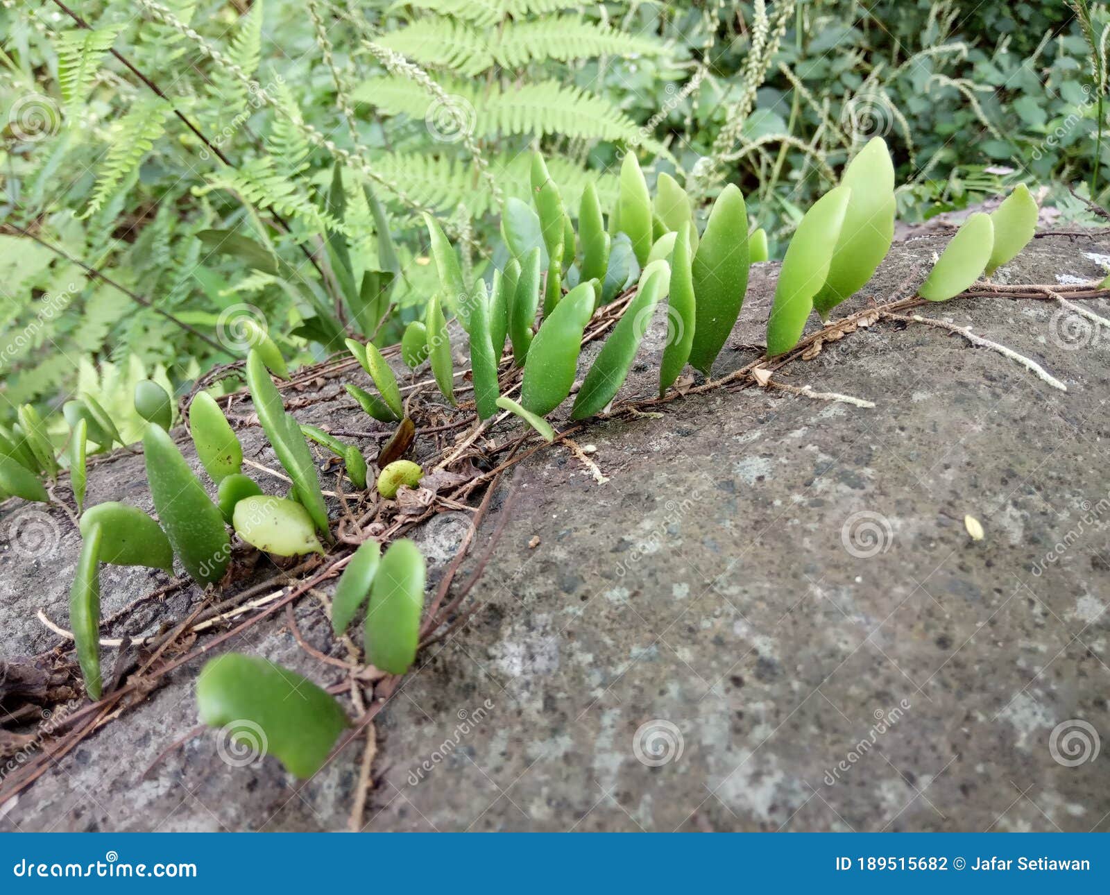 Vines in the rock stock photo. Image of vegetation, wildflower - 189515682