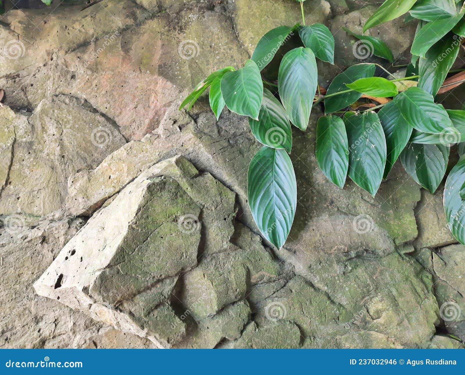 Vines on rock stock photo. Image of background, vines - 237032946