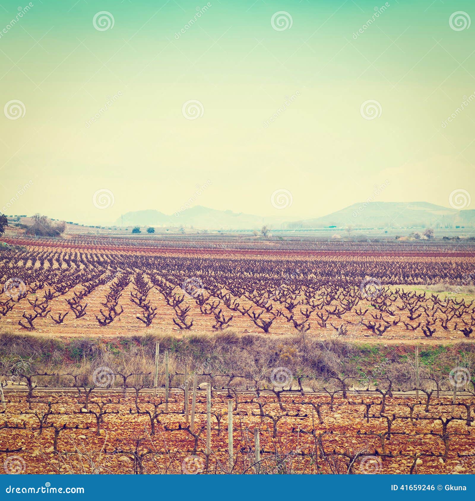 Vines stock photo. Image of retro, plantation, farm, growth - 41659246