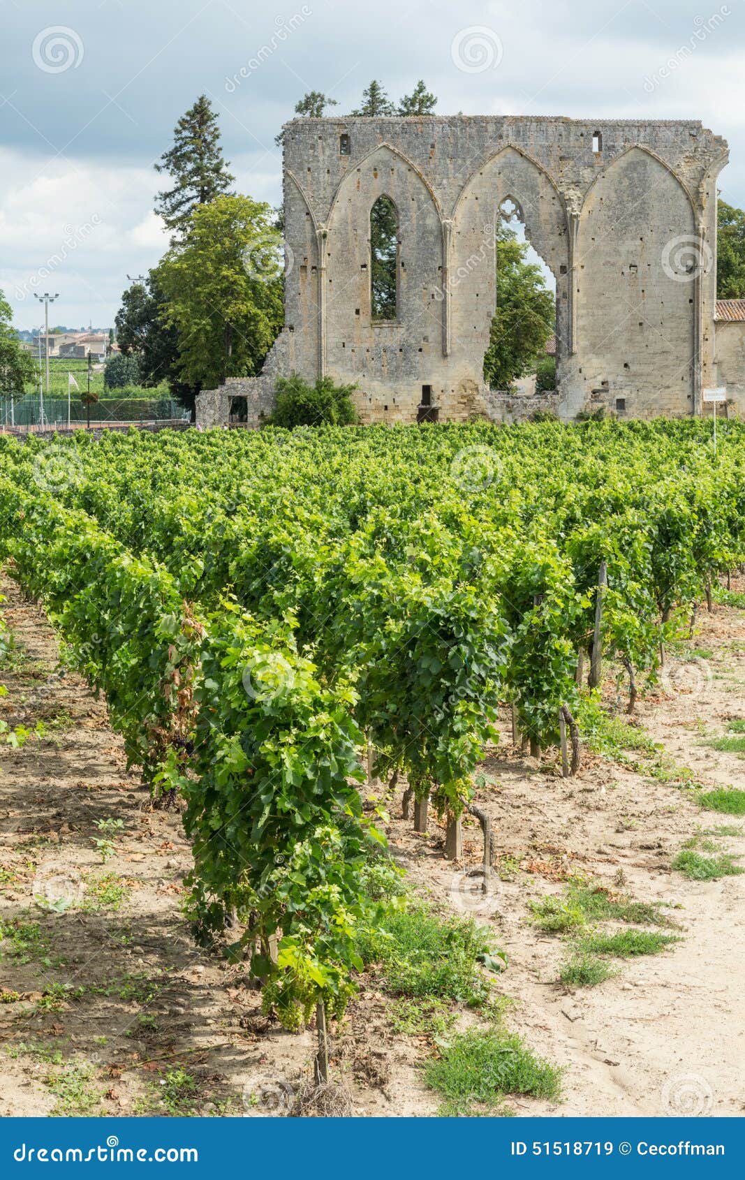 Vines and Ruins in St. Emilion Stock Image - Image of vines, bush: 51518719