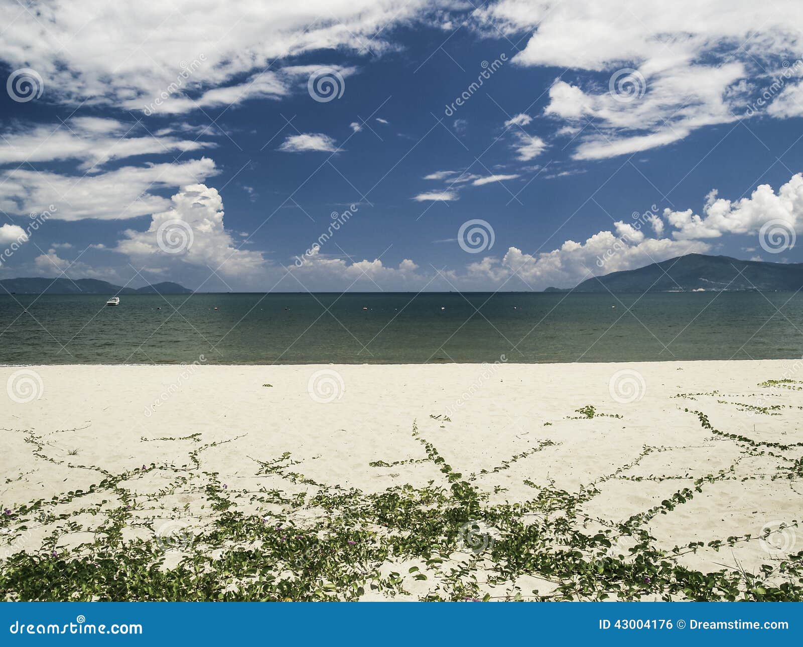 Vines on the Seaside stock photo. Image of reaching, mountains - 43004176