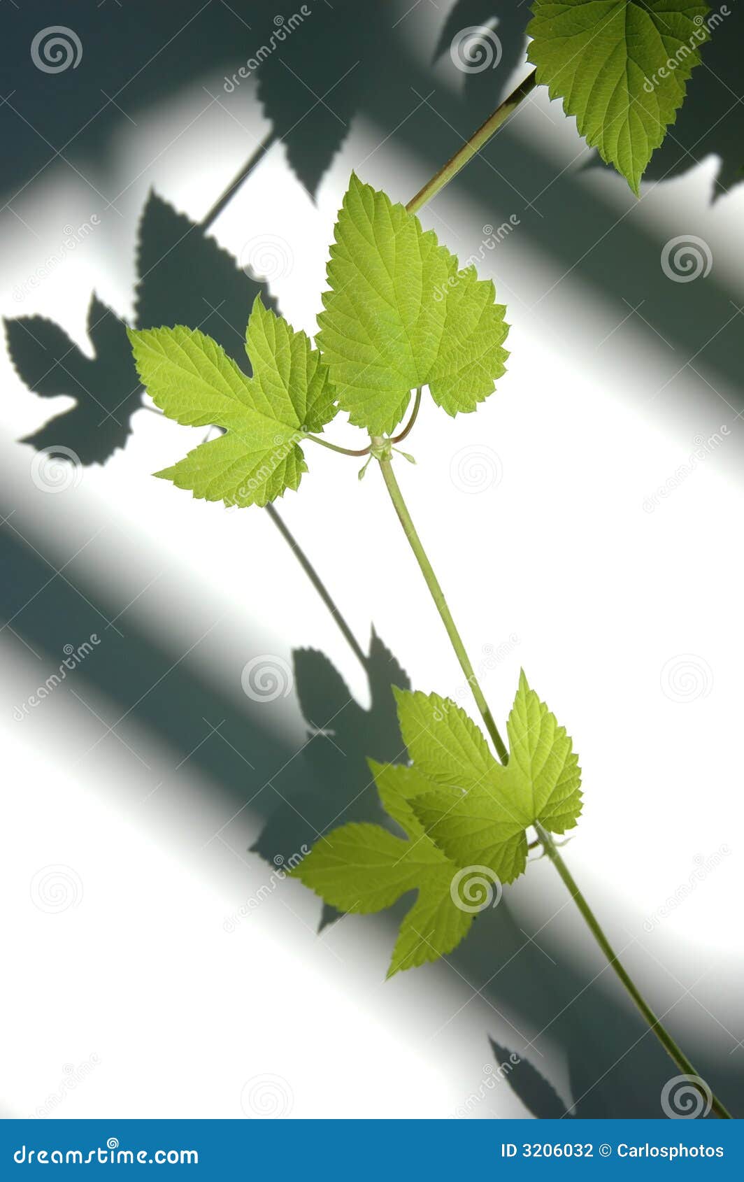 Vines with Shadows on a White Stock Photo - Image of style, decoration ...