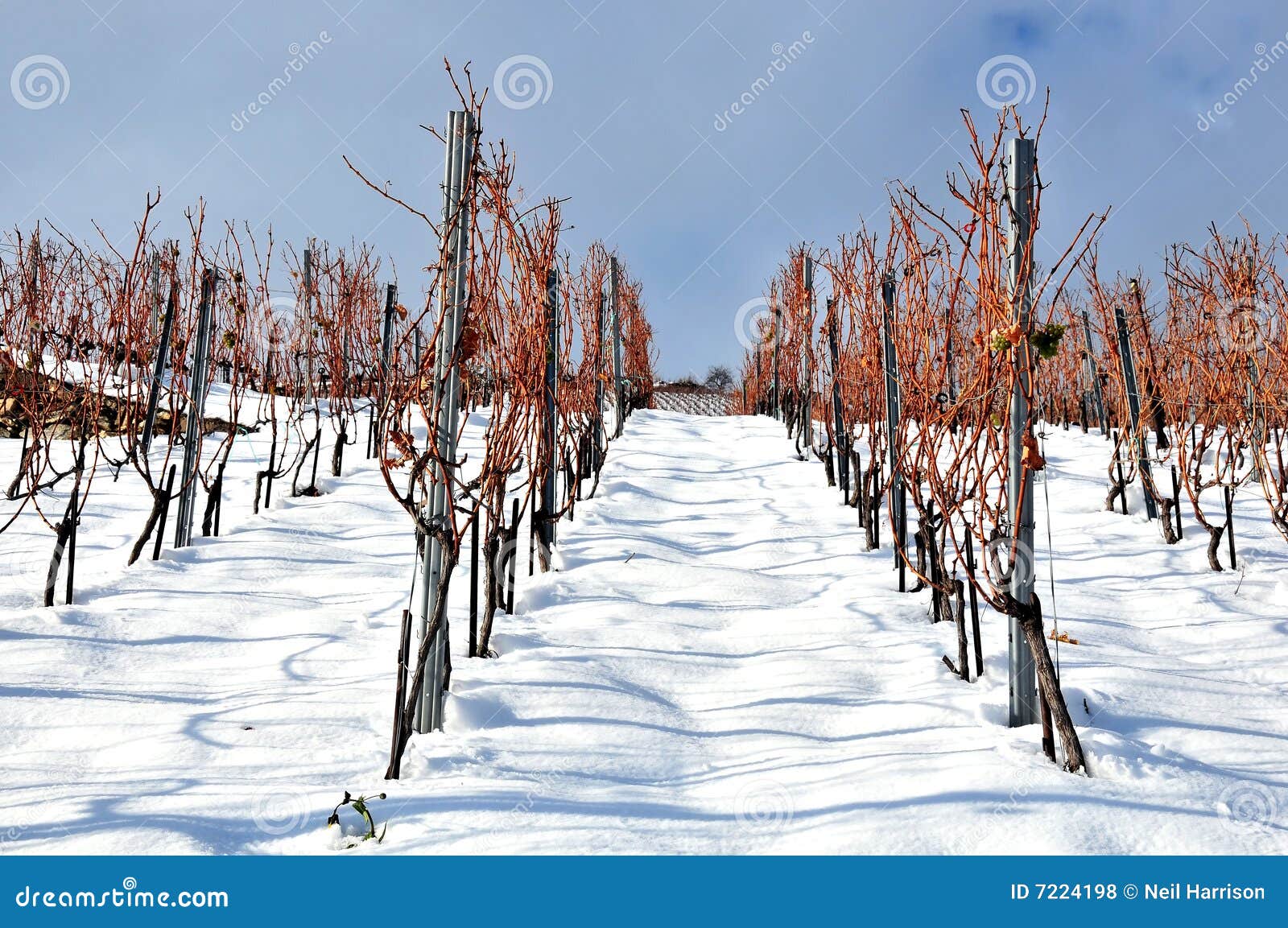 Vines in the snow stock photo. Image of wine, sweet, wood - 7224198