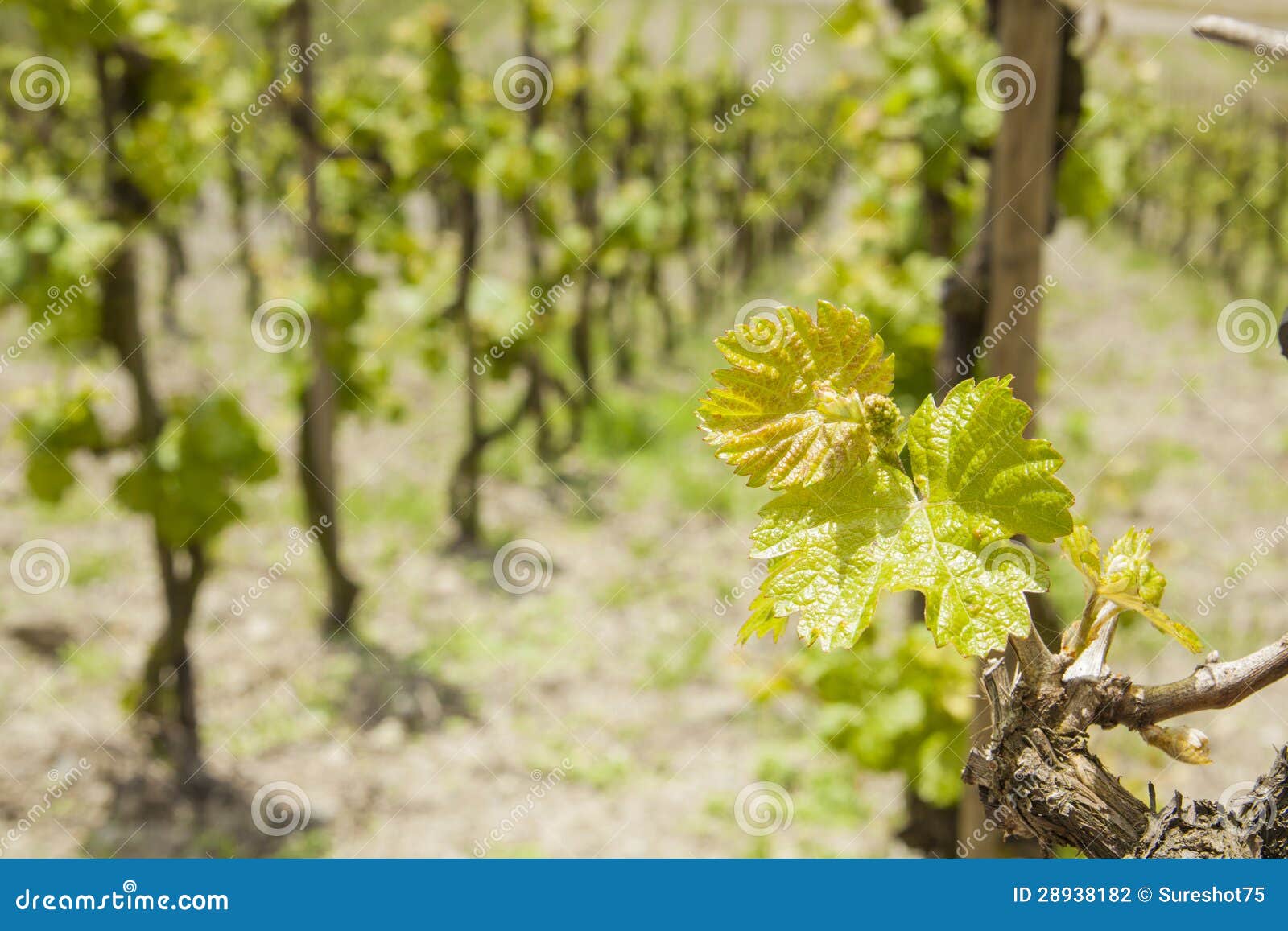 Vines in spring 7 stock photo. Image of vineyard, green - 28938182