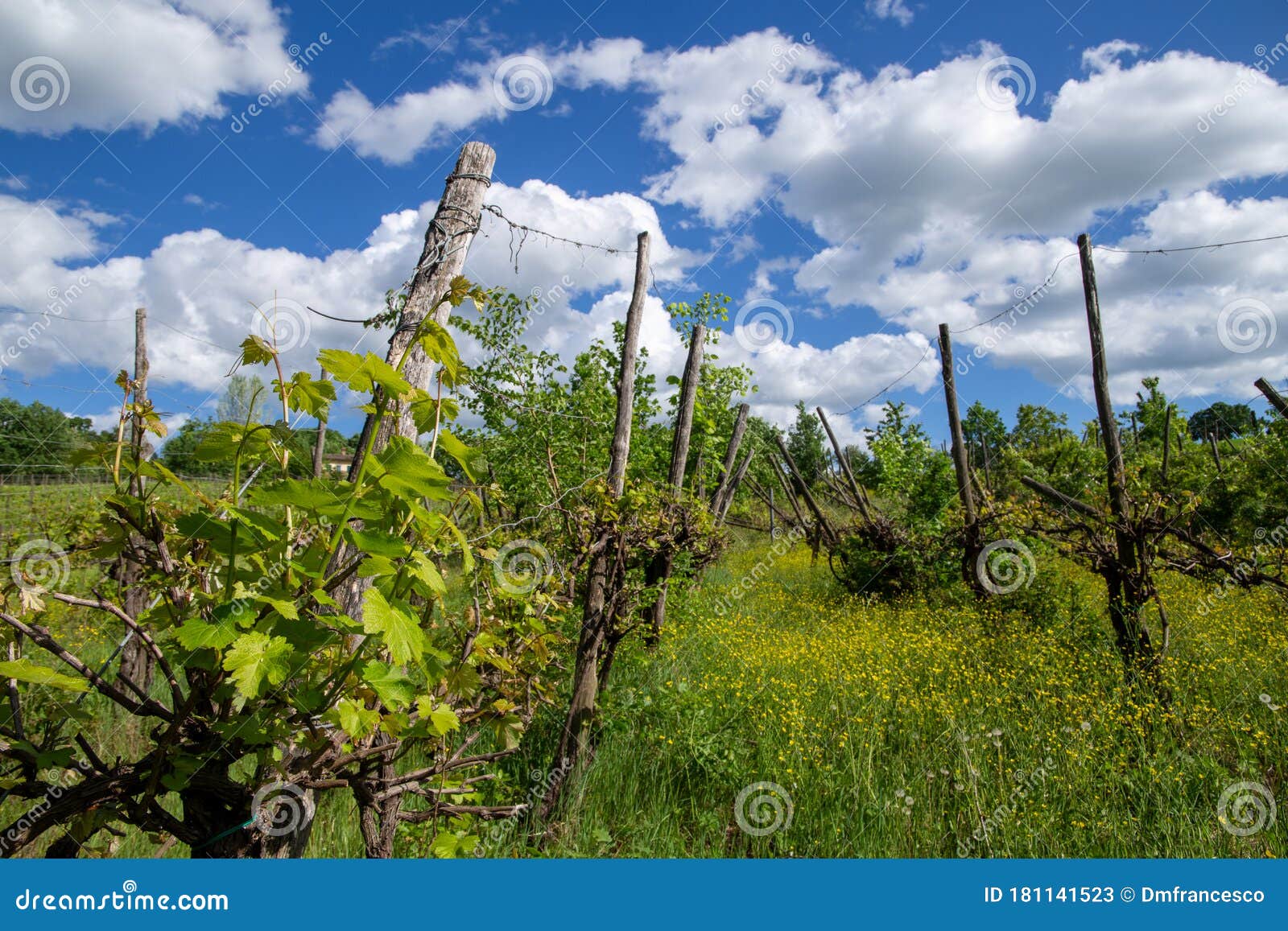 Vines in Spring Storm Clouds Stock Image - Image of rainy, leaves ...