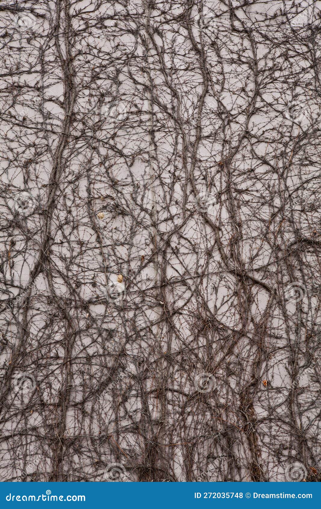 Vines Stretching Out Like Tree Roots Stock Photo - Image of looks, snow ...