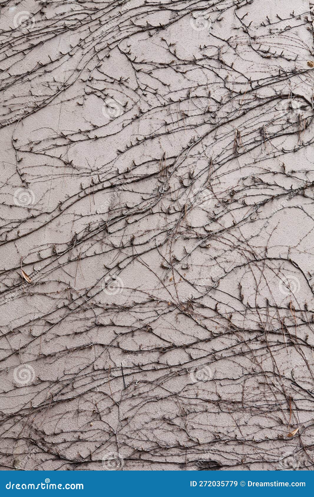 Vines Stretching Out Like Tree Roots Stock Image - Image of flooring ...