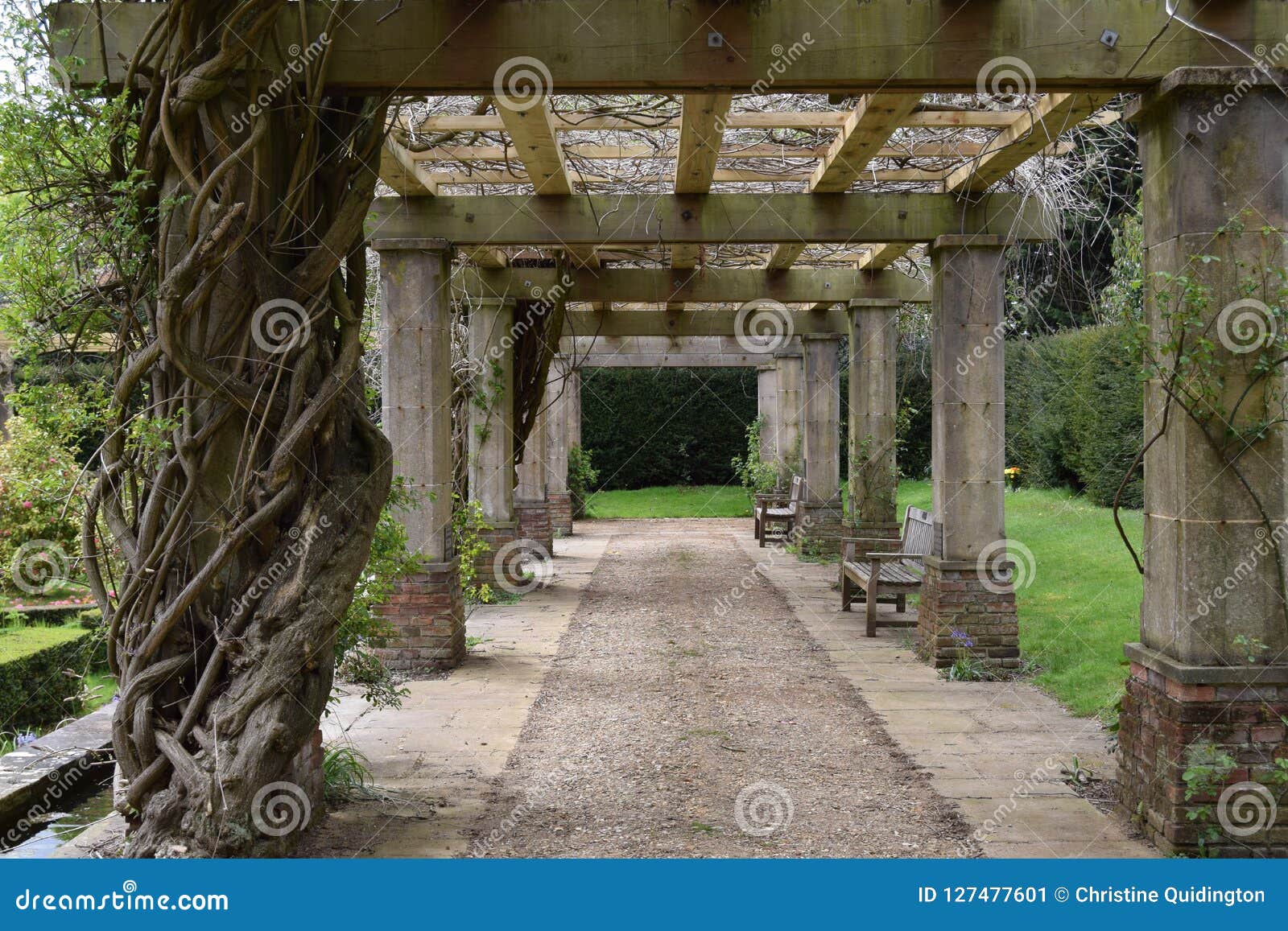 Vines taking over stock image. Image of wisteria, surrounding - 127477601