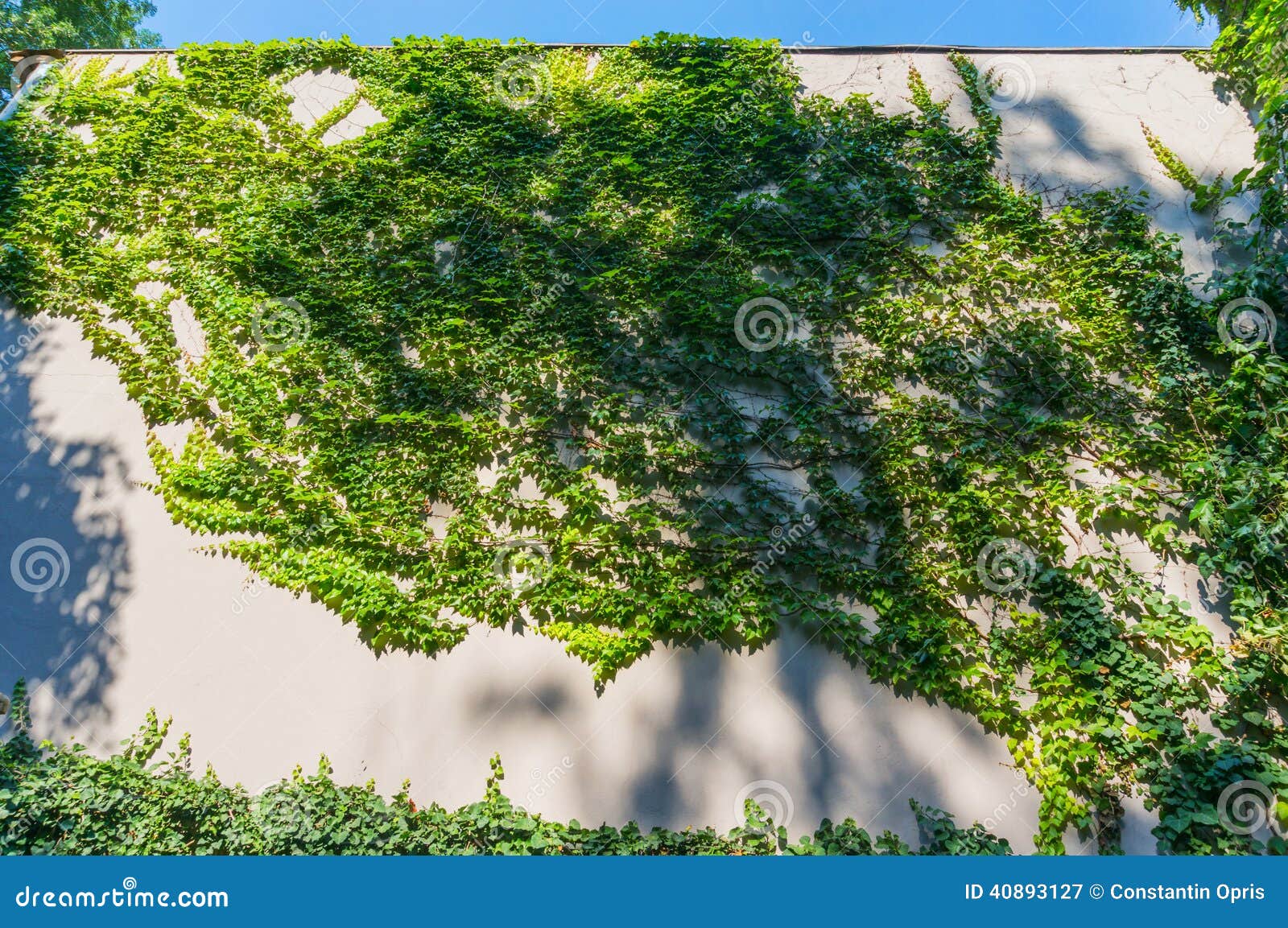 Vines tangled on wall stock image. Image of flora, plants - 40893127