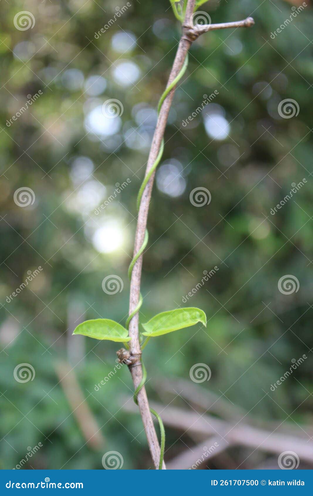 Vines To Grow Up with Litte Bamboo Stock Photo - Image of plant, green ...
