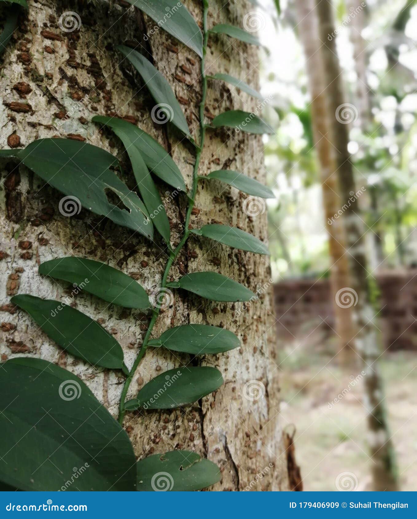 Vines on the tree stock image. Image of jungle, wood - 179406909