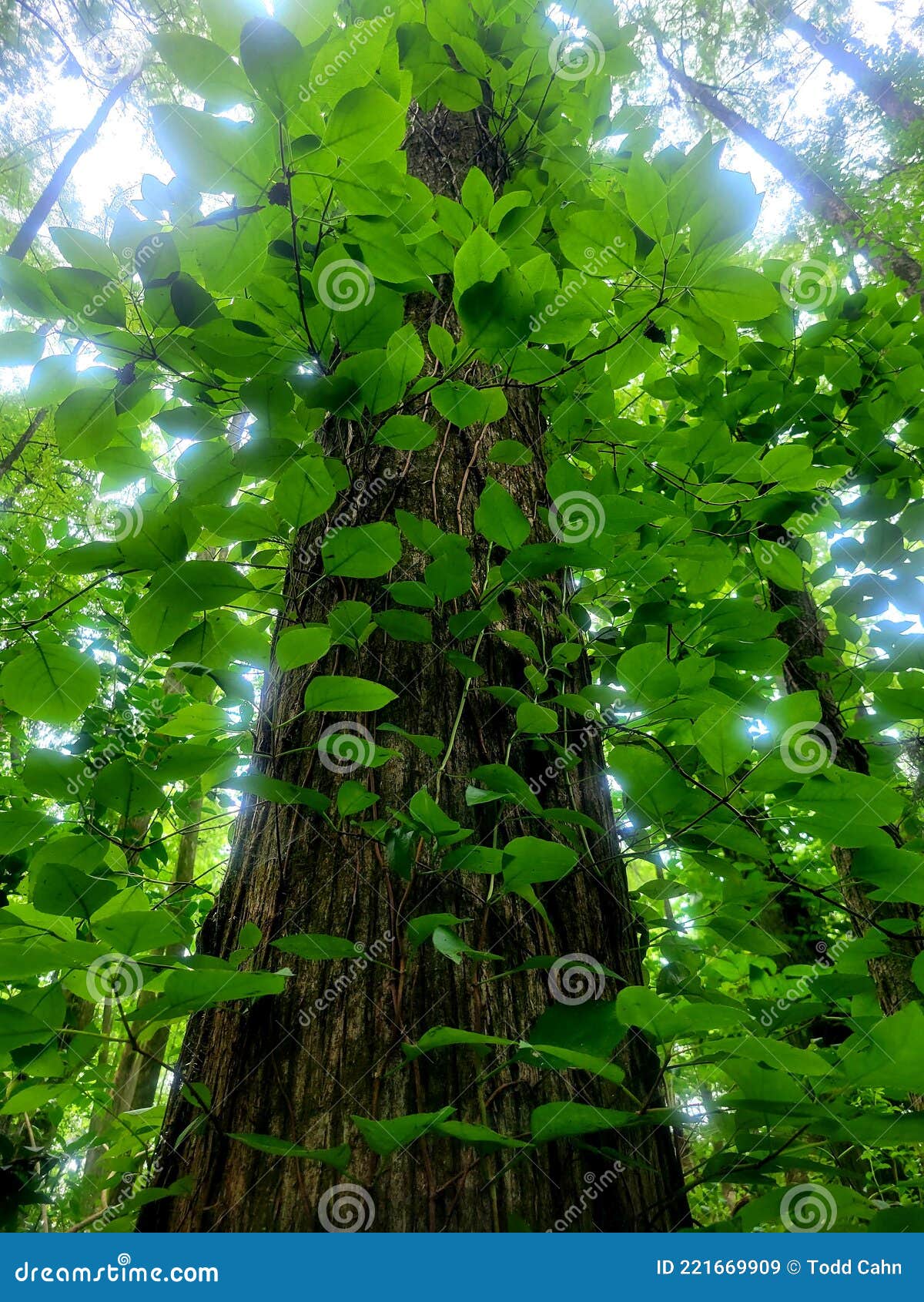 Vines on a Tree stock image. Image of forest, vegetation - 221669909