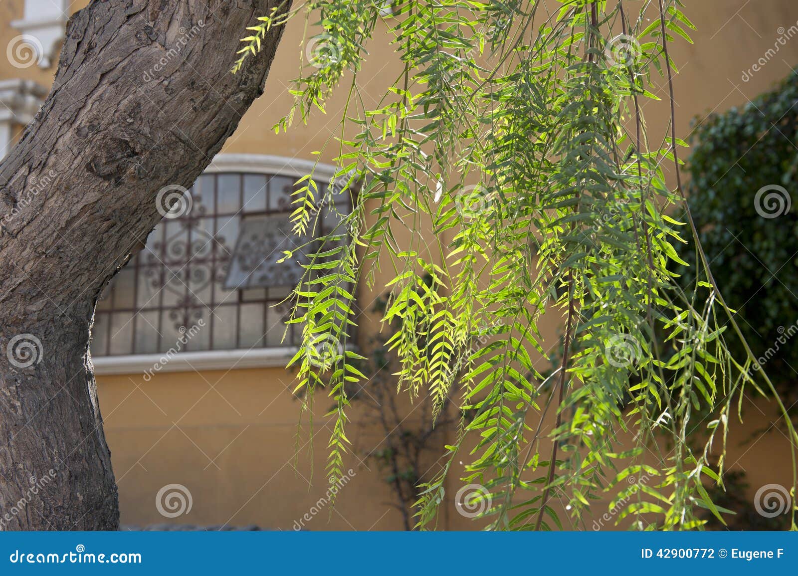 Vines stock photo. Image of green, yellow, color, leaves - 42900772