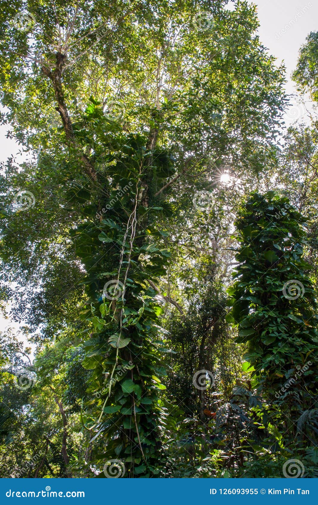 Vines and trees stock image. Image of plant, twisted - 126093955
