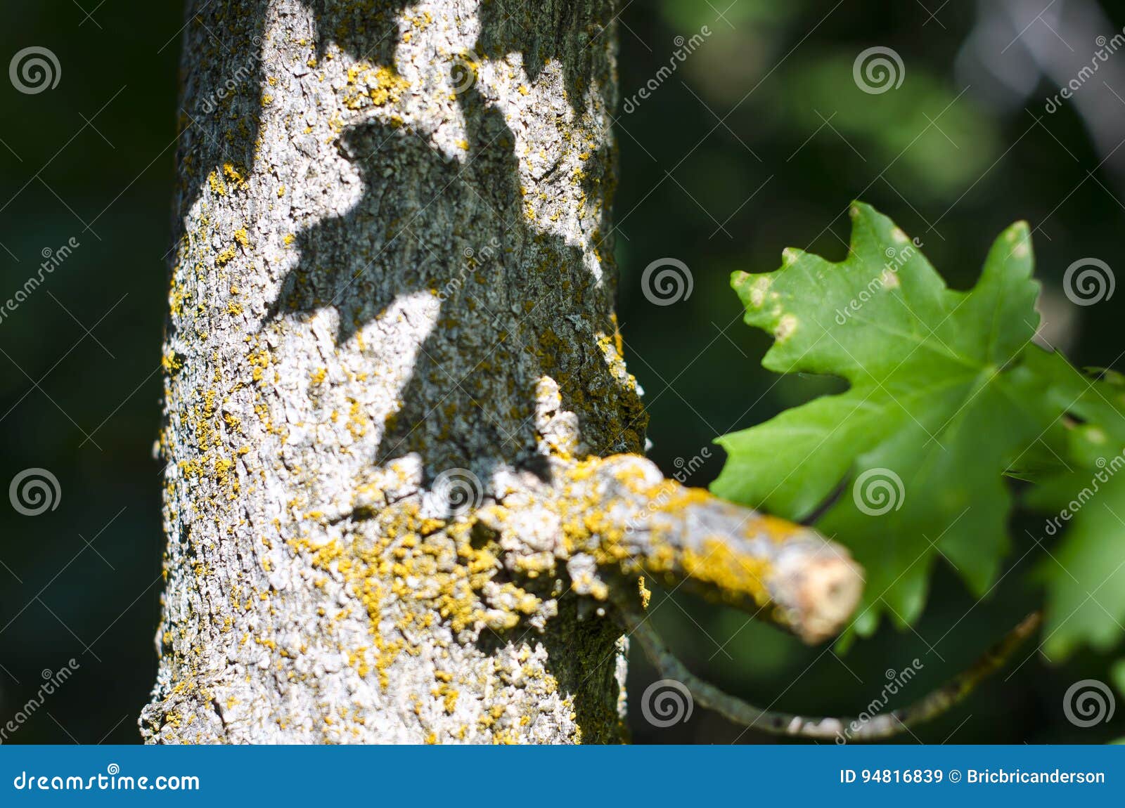 Vines up a Leaf shadow stock image. Image of abstract - 94816839