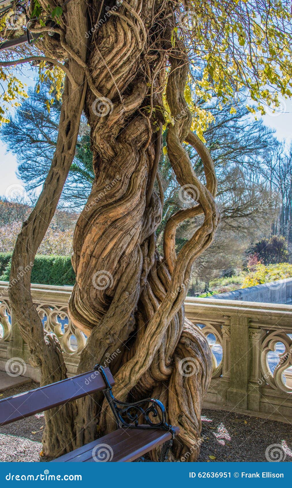Vines stock image. Image of vine, relax, bench, vines - 62636951