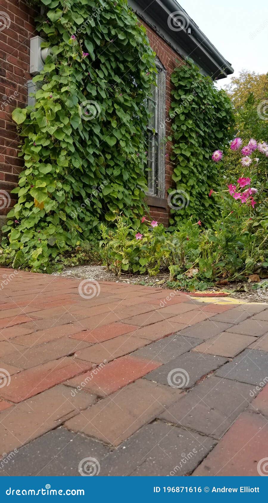 Vines on a Brick Building Downtown Brick Walkway Stock Photo - Image of ...