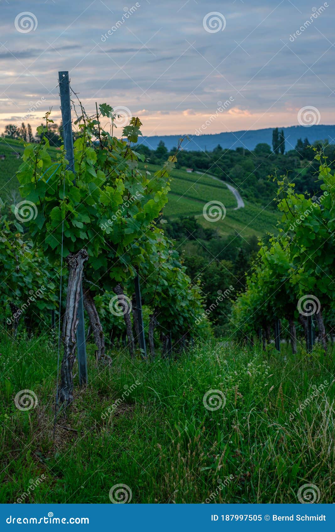 Vines in Vineyard with Clouds in the Sky Stock Image - Image of ...