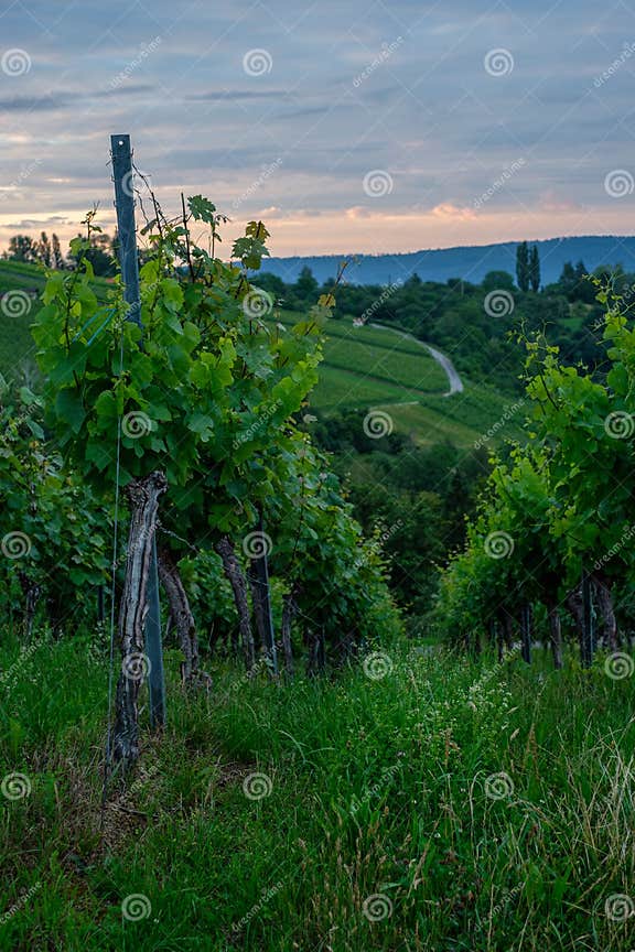 Vines in Vineyard with Clouds in the Sky Stock Image - Image of ...