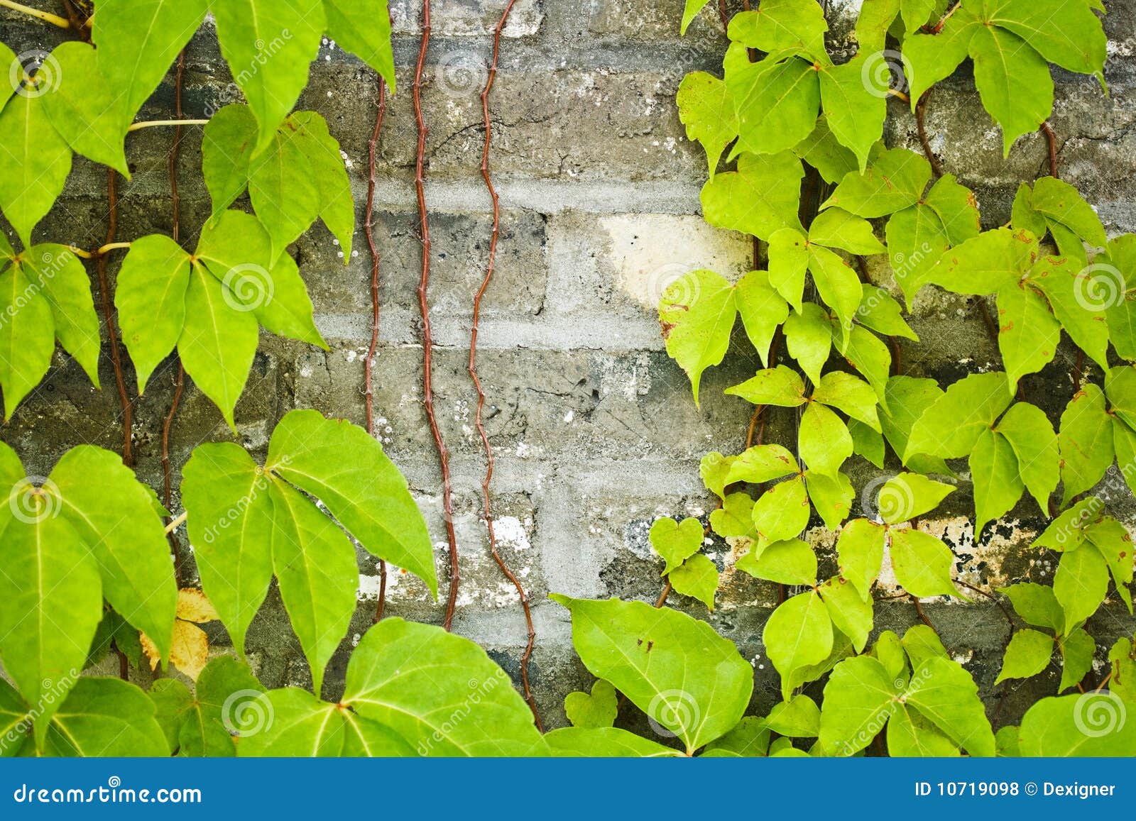 Vines on Wall stock photo. Image of life, still, green - 10719098