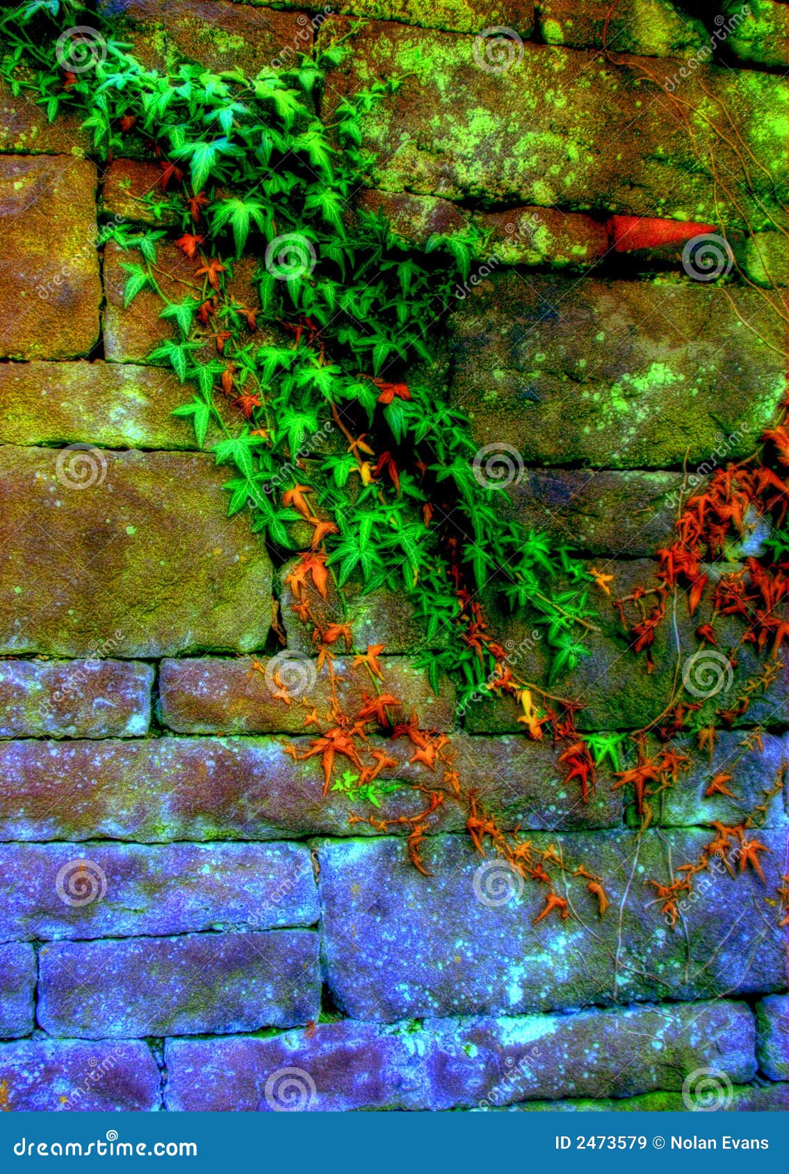 Vines on Wall stock image. Image of overtaking, stone - 2473579