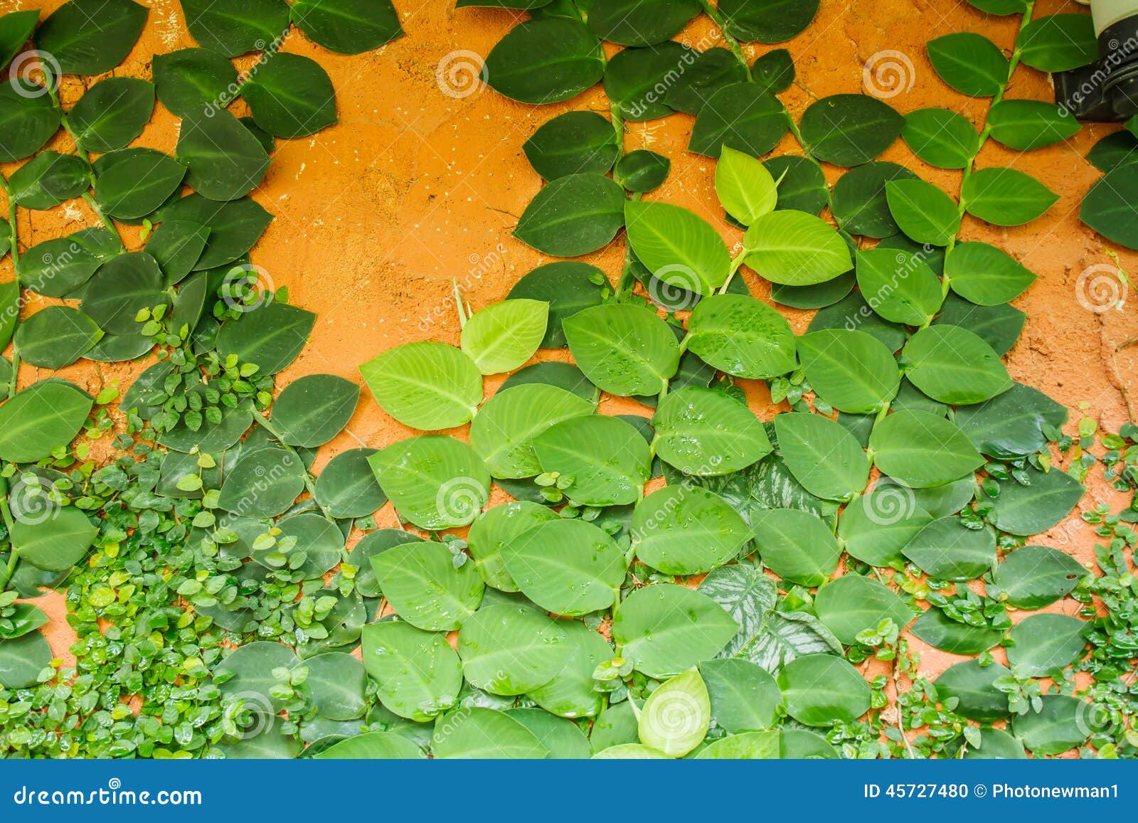 Vines on the wall stock photo. Image of garden, pattern - 45727480