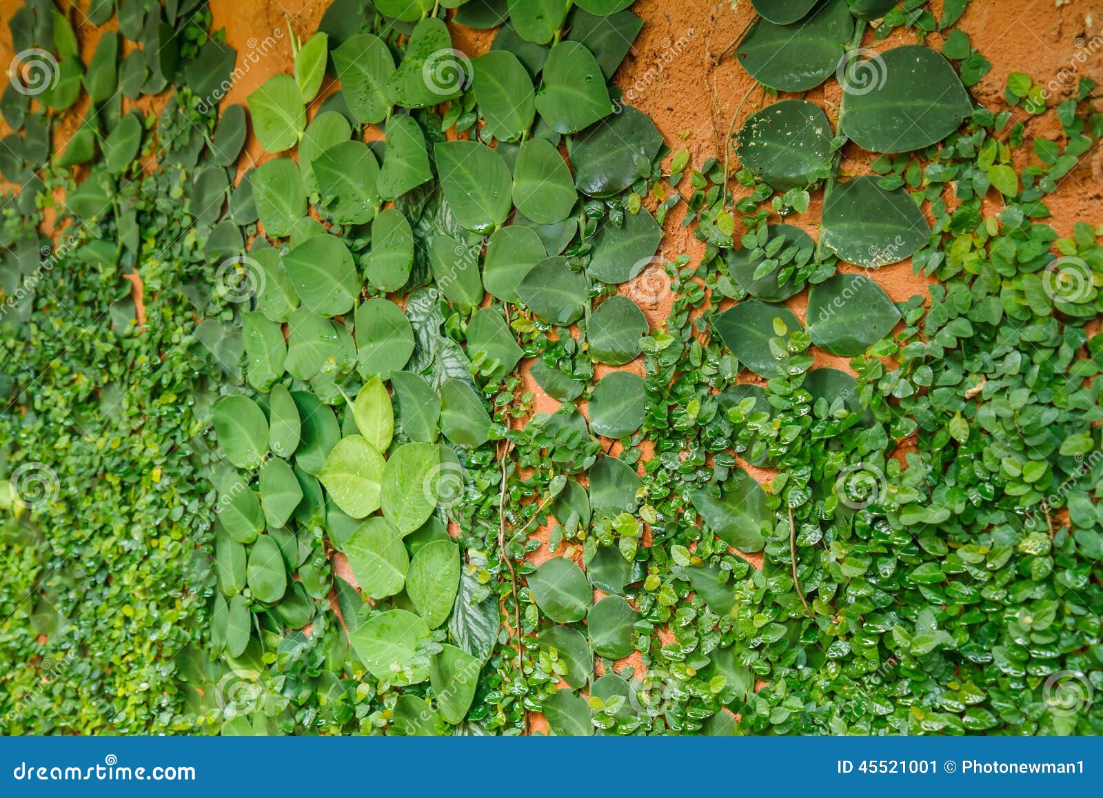 Vines on the wall stock image. Image of house, vines - 45521001