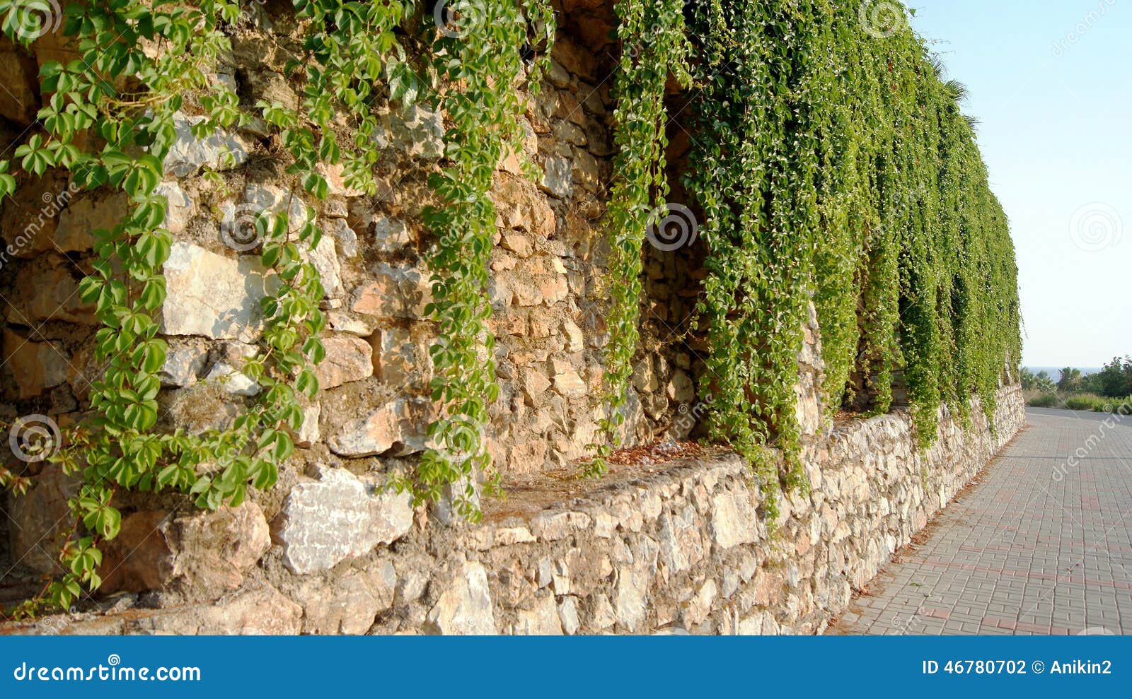 Vines on the wall stock photo. Image of architecture - 46780702