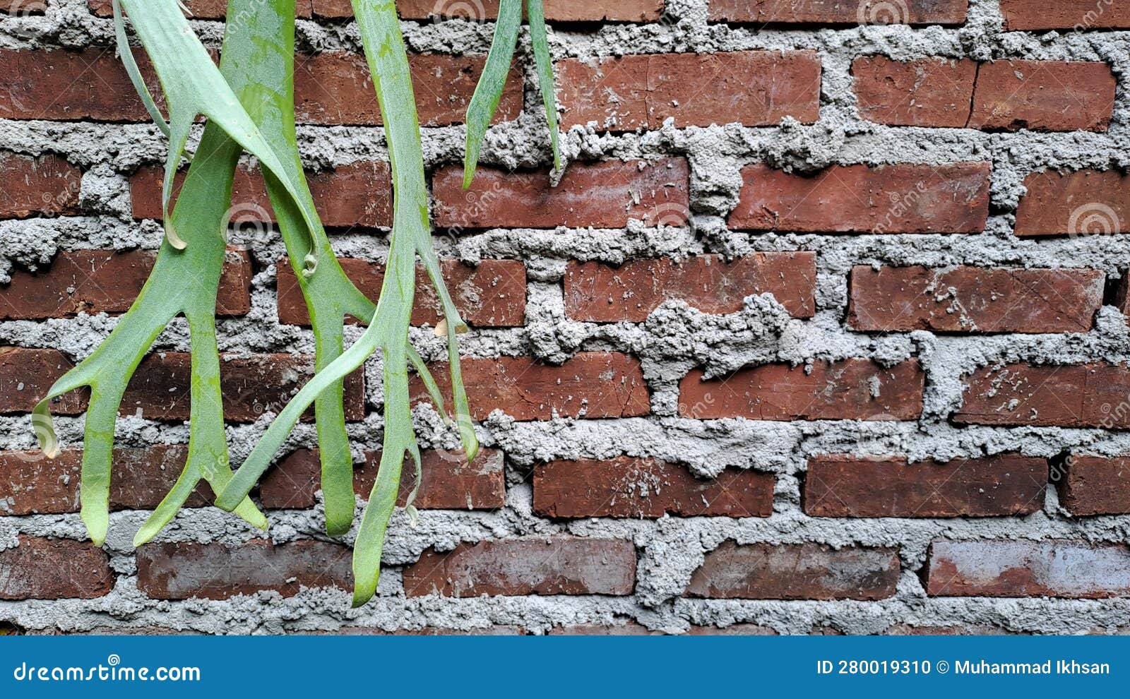 The Vines on the Walls. West Java, Indonesia Stock Photo - Image of ...