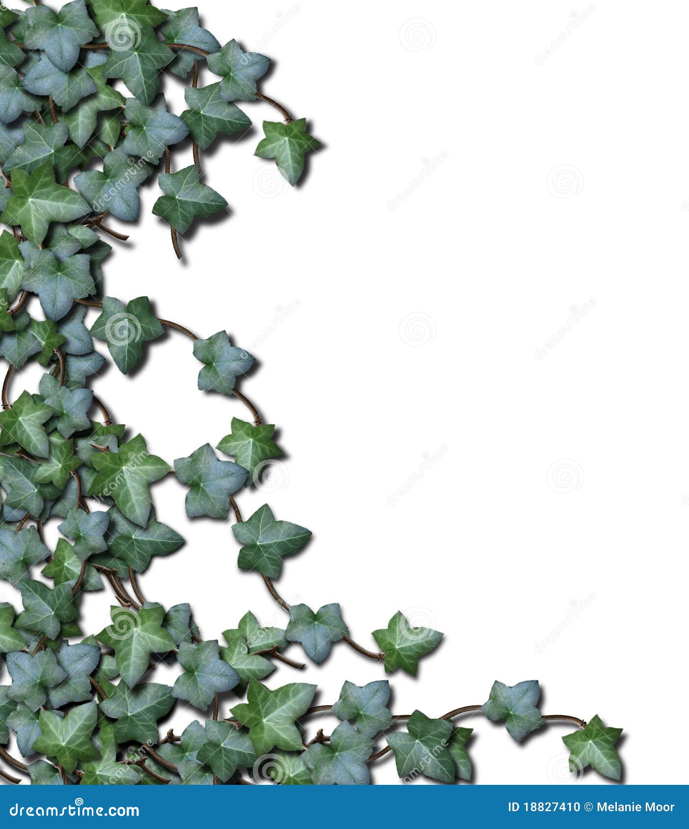 Vines On White Background Stock Photo - Image: 18827410
