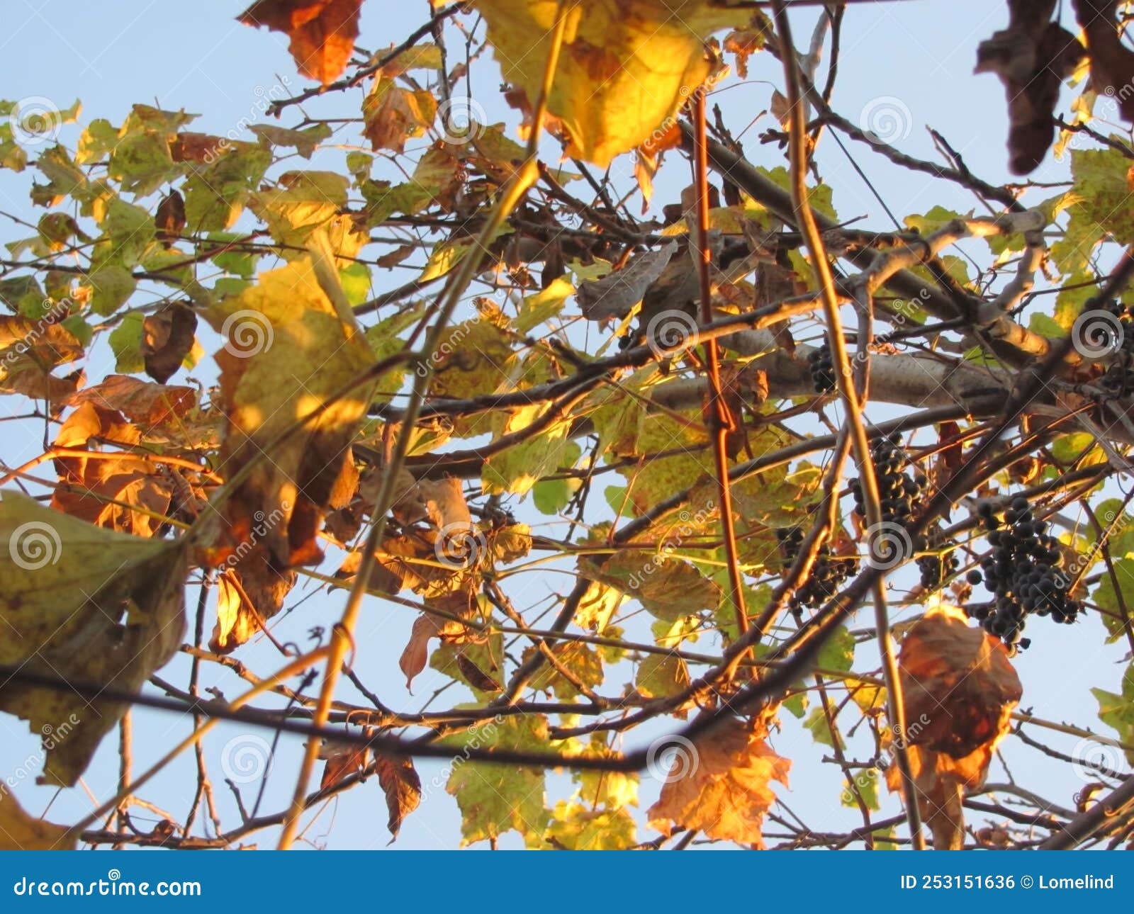 Vines Wind Around the Branches of the Tree Stock Photo - Image of ...