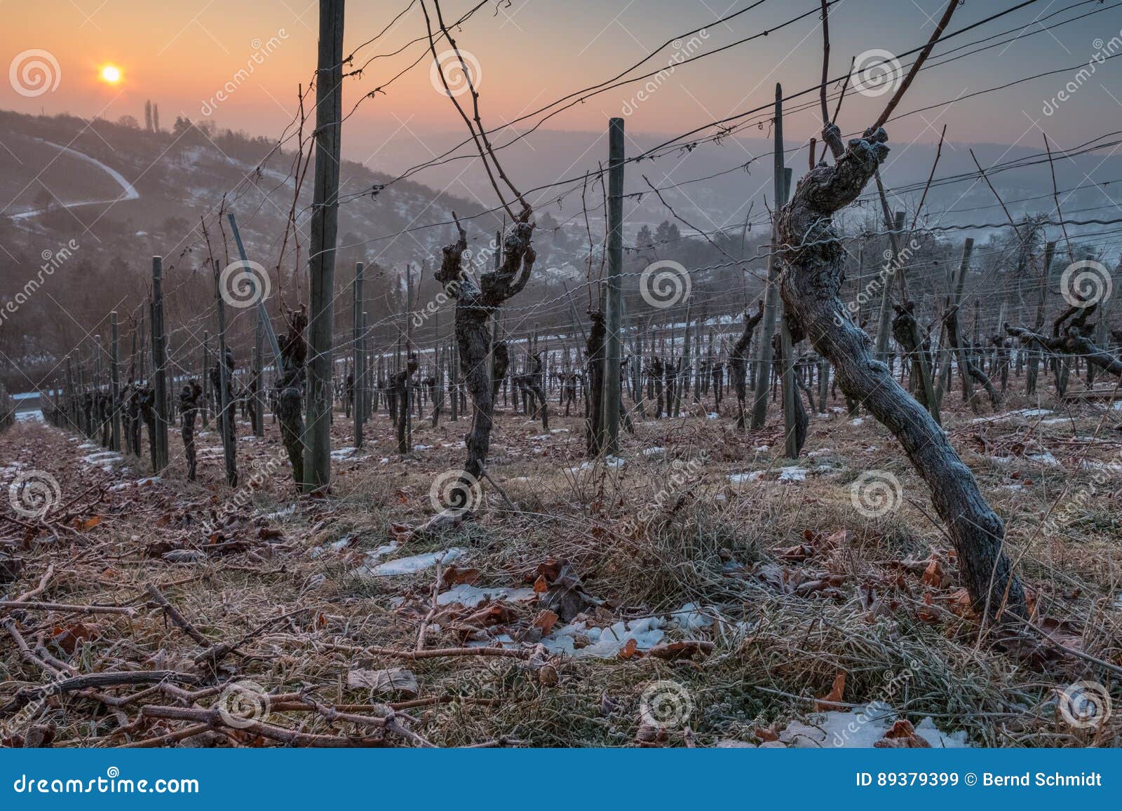 Vines in Winter with Ice and Frost Stock Image - Image of bark, sunset ...