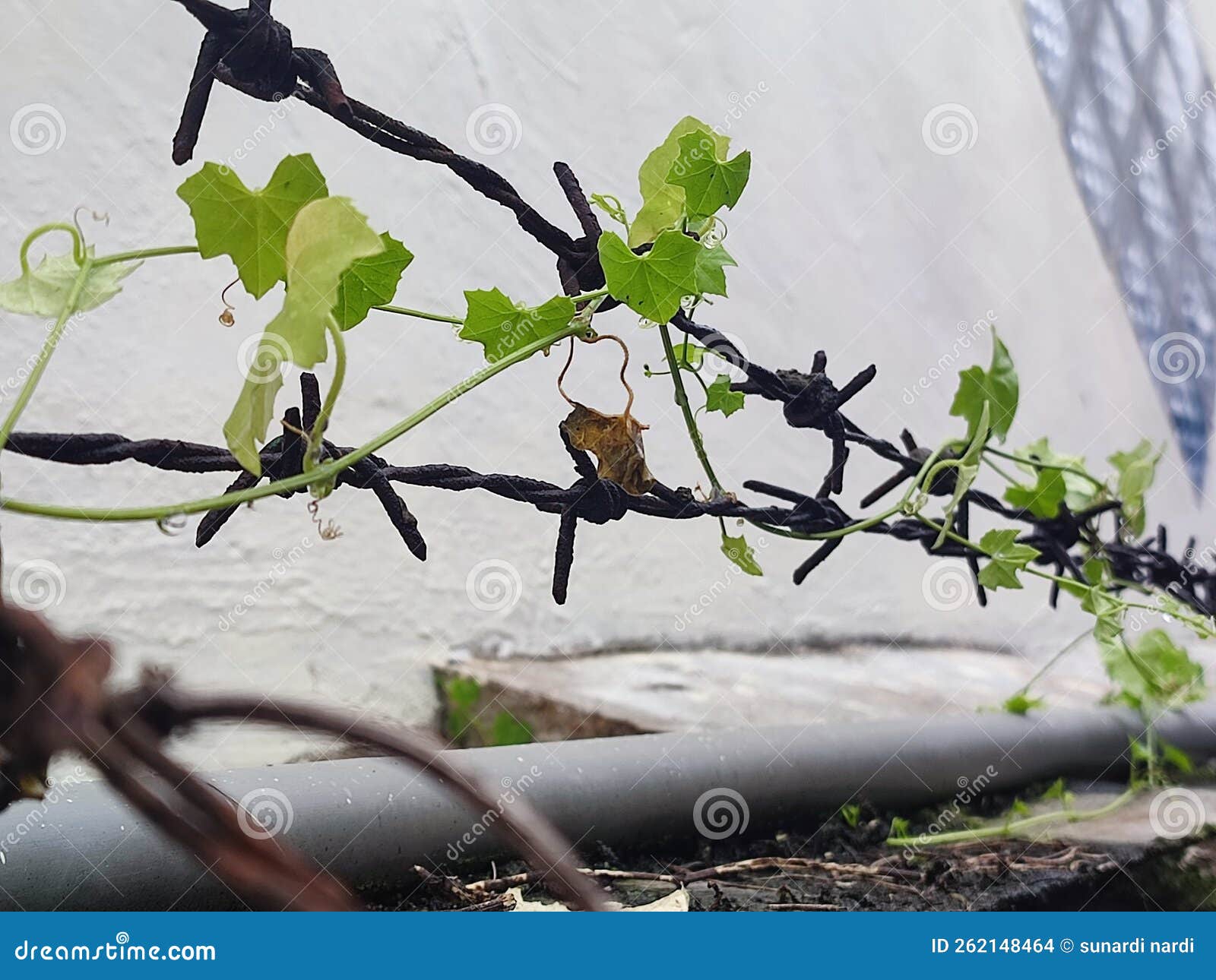 Vines on the wire stock photo. Image of plant, wildlife - 262148464