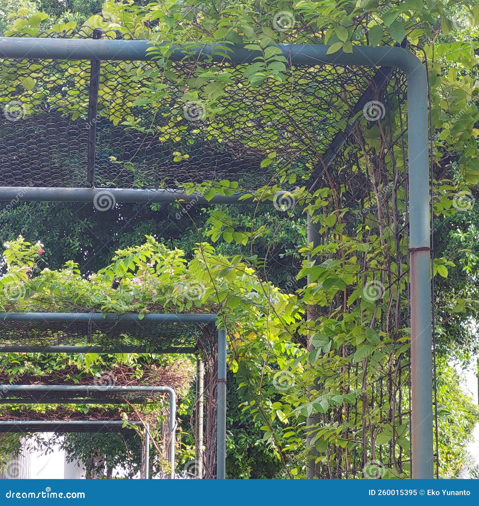 Vines on the Wire in the Hallway Stock Image - Image of tree, woodland ...