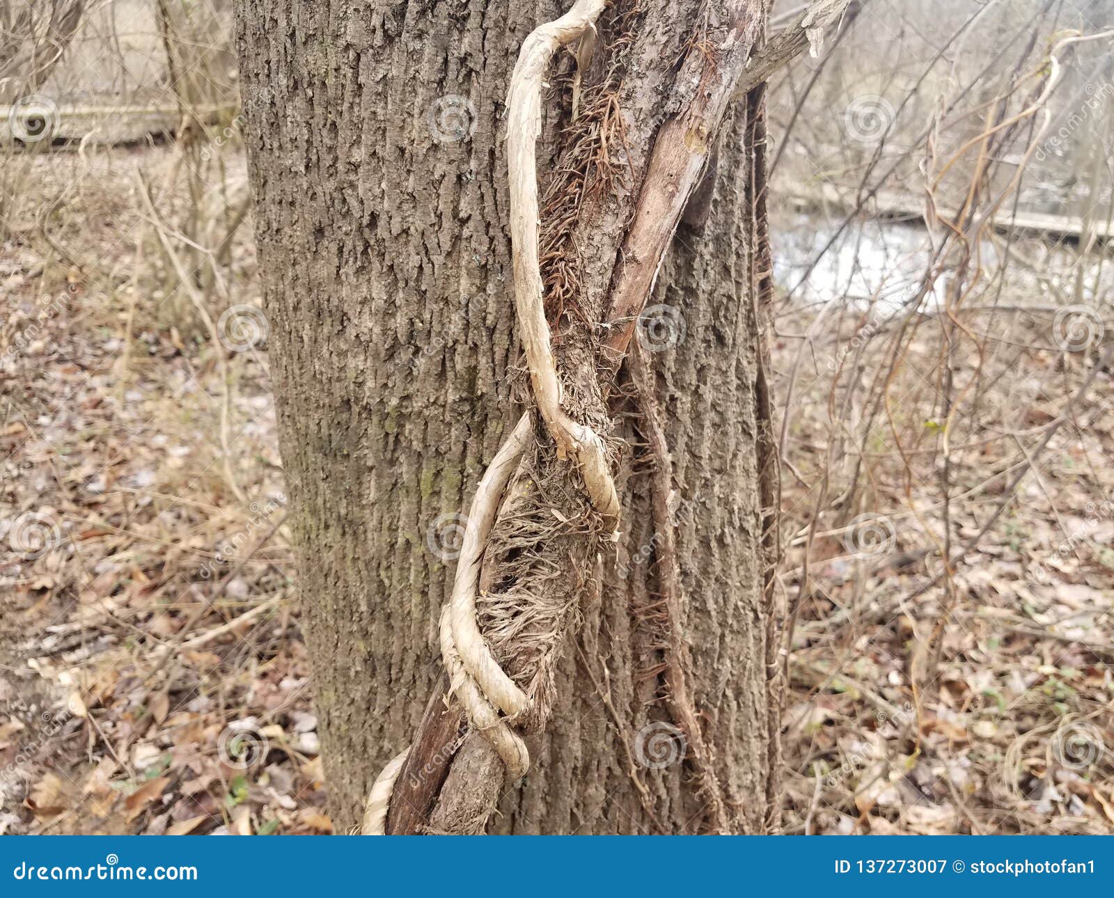 Vines Wrapped Around Each Other and Tree in Forest Stock Image - Image ...