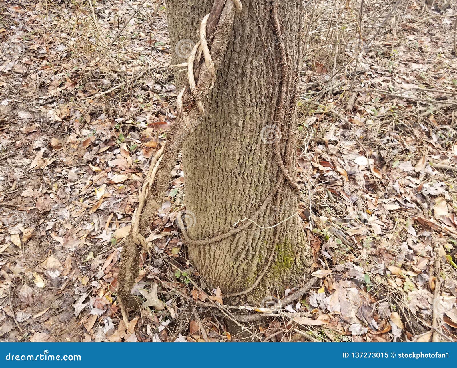 Vines Wrapped Around Each Other and Tree in Forest Stock Image - Image ...